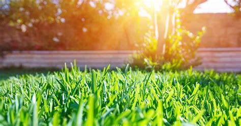 Benefits And Disadvantages Of Grass Seed Vs Sod Infographic