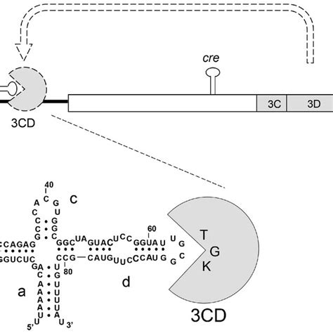 Schematic Representation Of The Poliovirus Genome Its Replicative