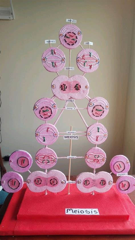 Meiosis Maquetas Markacorp Artofit