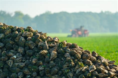 New Record Set For Sugar Beet Yield In Poland 13725 Tha At 16 Polarity