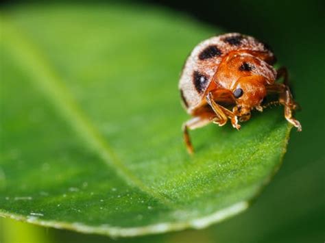 About Carpet Bugs And Getting Rid Pest Exterminators