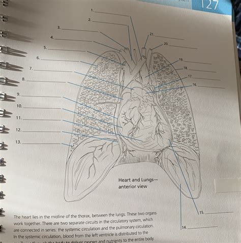 Anatomy Quiz 2 Heart And Lungs Diagram Quizlet