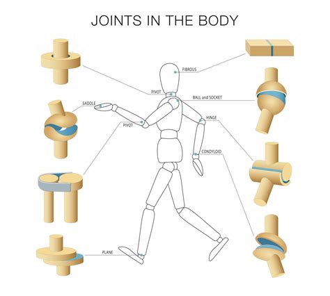 Skeletal System And Joints In Humans Bones Types Of Joints And Functions
