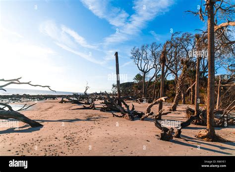 Sunrise View Of Driftwood Beach In Jekyll Island Georgia Driftwood Is