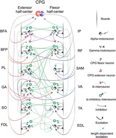 5 Neural Control Model Of Cat Hindlimb The Model Consists Of A Central Download Scientific