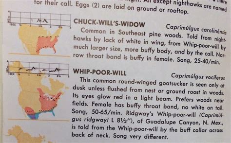 Visualizing Bird Songs With Web Audio Jim Vallandingham