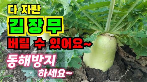 김장무우 동해 방지하세요~ 김장무우 동해방지 방법 김장무 동해 김장무 재배법 김장무 수확 김장무우 재배 Youtube