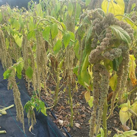 Amaranth Seed Collection Five Packets The Plant Good Seed Company