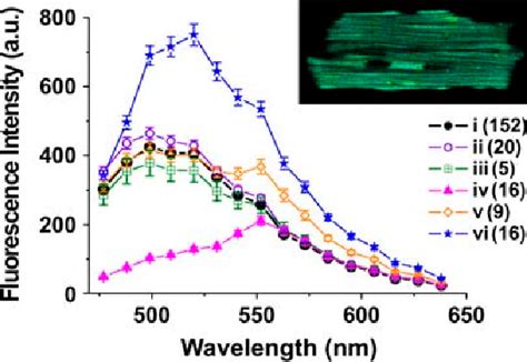 Figure 1 From Spectral Unmixing Of Flavin Autofluorescence Components In Cardiac Myocytes