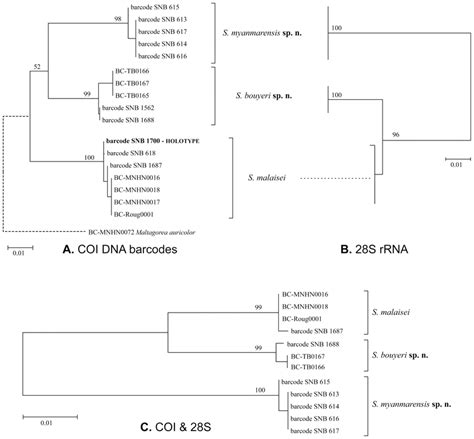 Phylogenetic Analyses Of Sequence Data All Trees Shown Are ML Trees Download Scientific