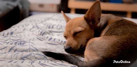 Chipin Dog Breed Information Pets Online