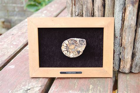 polished ammonite in frame etsy uk