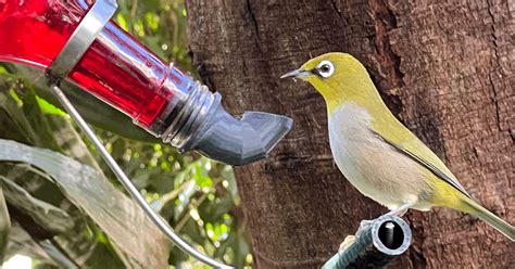 Bird Nectar Syrup Feeder By Ruan Download Free Stl Model