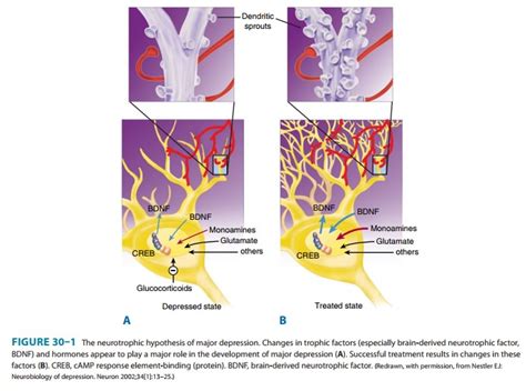 Neurotrophic Hypothesis