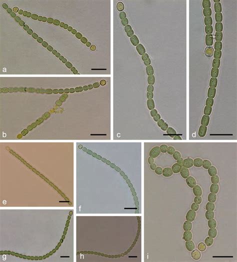 Plate Showing Various Morphological Features 100x A Trichomes Having