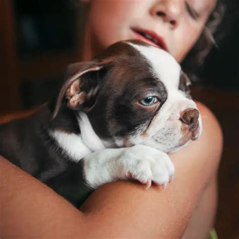 All About Bluetick Coonhounds