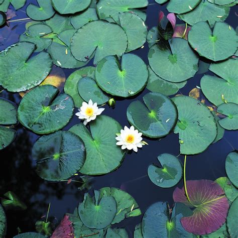 대한민국 농림축산식품부 디어클라우드 이랑의 반려식물 일기 🌸 수생식물이 들려주는 이야기 🌱