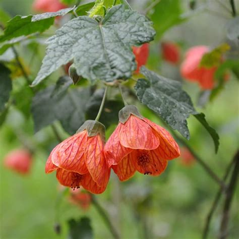 Flowering Maple Varieties