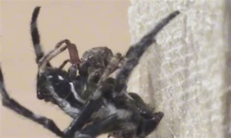 Female Spiders Are Forcing Male Spiders To Perform Oral Sex On Them VIDEO