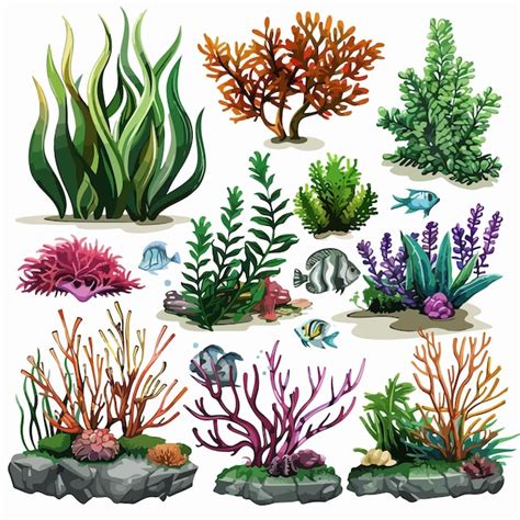 Sea Plants Pictures