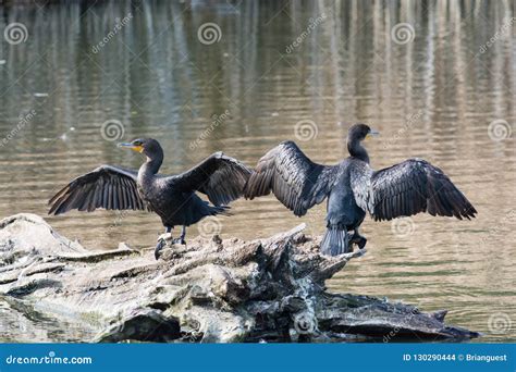 Two Double Crested Cormorants With Outstretched Wings On A Log I Stock