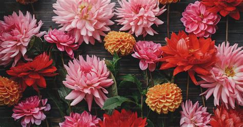 화려한 빨강 분홍색 및 주황색 달리아는 소박한 나무 평평한 누워에 구성되어 있습니다 꽃 카드 아름 다운 가을 벽지입니다 어두운 나무 배경에 가을 꽃 계절 인사말
