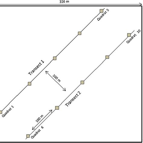 Seedling Emergence Seedling Emergence Seedlings Appearing On The Soil Download Scientific