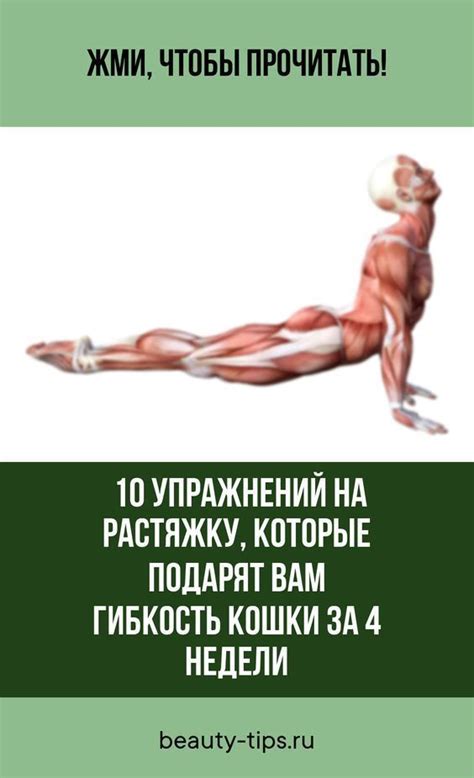 10 упражнений на растяжку которые подарят вам гибкость кошки за 4 недели в 2024 г Упражнения