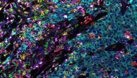 Bond Rxm Ihc Academic Research Stainer