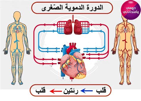 الجهاز الدوري الدورة الدموية الكبرى والدورة الدموية الصغرى Love