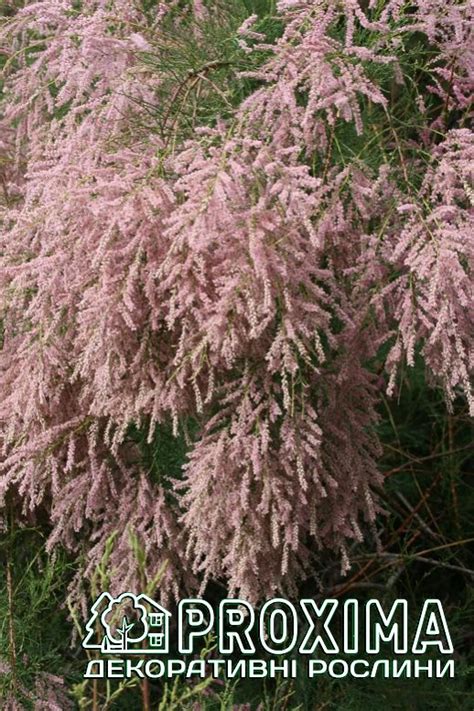 Тамарикс мелкоцветковый, Tamarix parviflora купить, цена Киев, уход ...