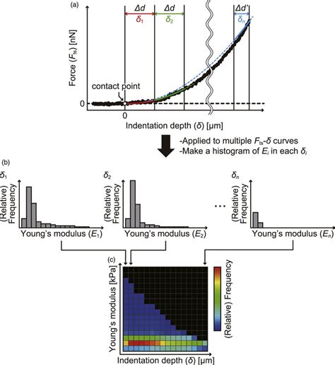 Color Online Schematic Illustrations Of The Stiffness Distribution