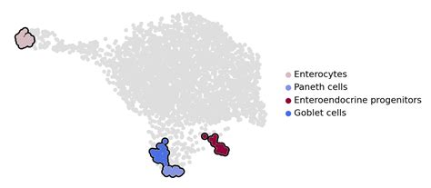 Intestinal Organoid Differentiation Fate Mapping Cellrank Reproducibility