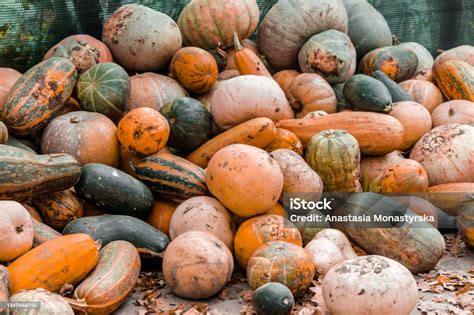 흩어져 있는 호박과 채소가 많이 있습니다 할로윈 장식 할로윈 축하 10월에 대한 스톡 사진 및 기타 이미지 10월 11월 9월 Istock