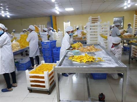 ល្អណាស់ រោងចក្រកែច្នៃផ្លែស្វាយតម្លៃជាង ៦លានដុល្លារ នឹងសាងសង់លើទឹកដីនៃខេត្តមួយនេះ Khmernote