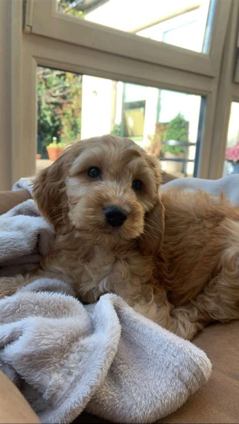 Cavapoo Puppies Cavapoo Full Grown Cavapoo Dog Artofit