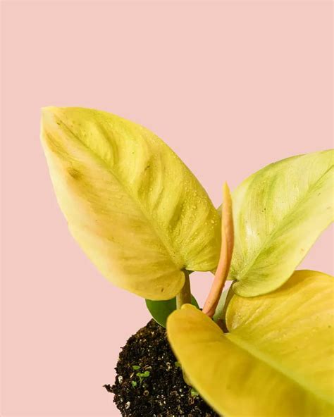 Variegated Philodendron Varieties Plant Identification Chart Digital