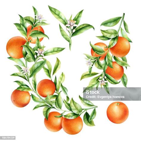 분기 세트의 오렌지 잎과 꽃감귤나무의 고립된 수채화 조명 오렌지 감귤류 과일에 대한 스톡 벡터 아트 및 기타 이미지 오렌지 감귤류 과일 감귤 수채화 Istock