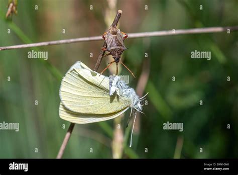 Spiked Shieldbug Picromerus Bidens A Carnivorous Species Of Shield