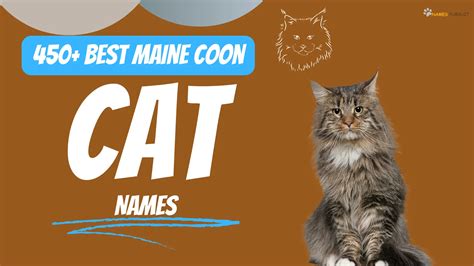 450 Maine Coon Cat Names Unique And Cool Ideas
