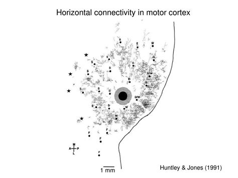 Ppt Encoding And Decoding Of Neuronal Ensembles In Motor Cortex