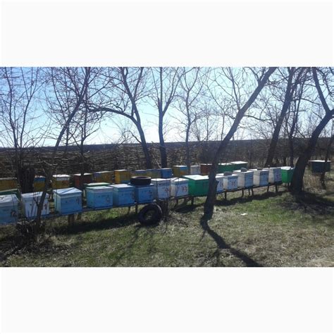 Продажа пасеки, купить пасеки, Днепропетровская обл — Agro-Ukraine