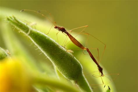 Beasts In A Populous City Mystery Insect Sex