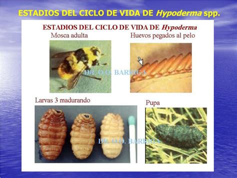 Ppt Miasis SistÉmicas Powerpoint Presentation Free Download Id 4553169