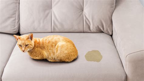 How To Stop A Cat From Peeing In The House Petsradar