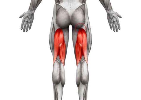 Proximal Hamstring Tear Hip Specialist Los Angeles Orange County Ca