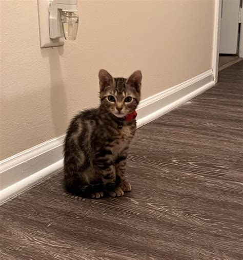 A Small And Understated Kitty Tail Wrap R Kittytailwrap