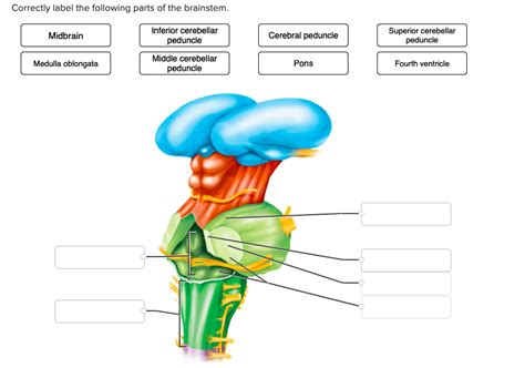 answered correctly label the following parts of… bartleby