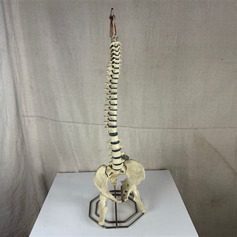 Human Spine Model W Hexagonal Base Zapprops