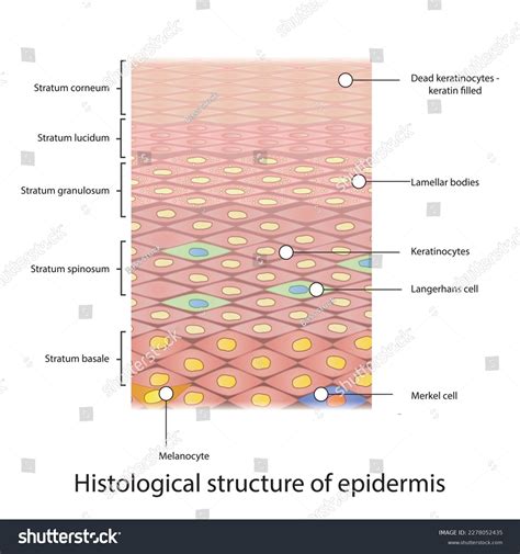 Histological Structure Epidermis Skin Layers Shcematic Stock Vector